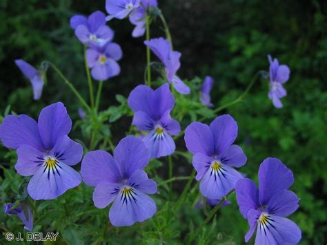 Rouen Pansy Viola Hispida At Fernande Frank Blog