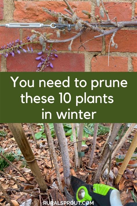 Pruning Plants Artofit
