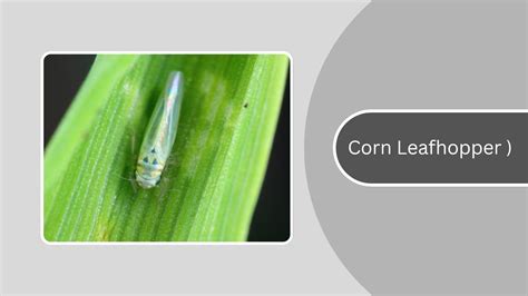 25 Types Of Leafhopper Identification With Pictures