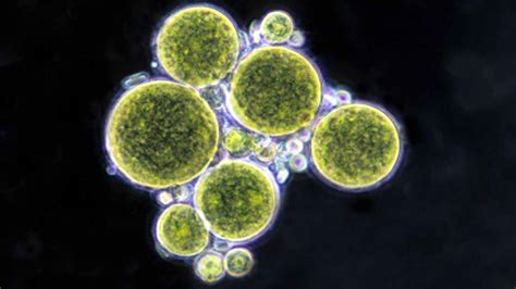 पहली बार खोजी गई एल्गी जिसमें खुद 3 सेक्स हैं नर मादा और बाइसेक्सुअल