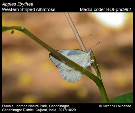 Appias Libythea Butterfly