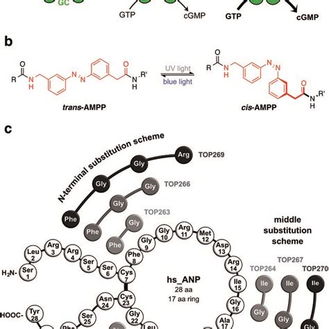 Anp Receptor And Ampp A The Anp Receptor Links Photoswitchable