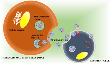 Mesenchymal Stem Cell Exosomes As Immunomodulatory Therapy For Corneal Scarring