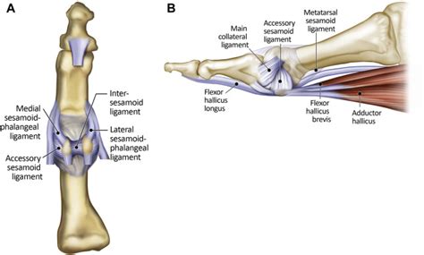 Turf Toe Radiologic Clinics