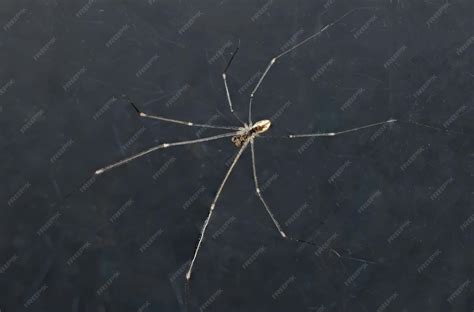Premium Photo Pholcus Phalangioides Daddy Long Legs Spider Cellar