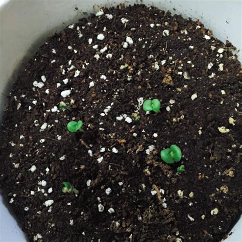 씨 발아 중 깻잎 씨 발아 성공 싹이 잘 텄어요 근데 날씨가 갑자기 추워져서 잘 자라려나 Facebook