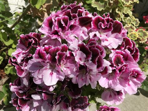 Geranium Flowers Colors At Desmond Kelley Blog