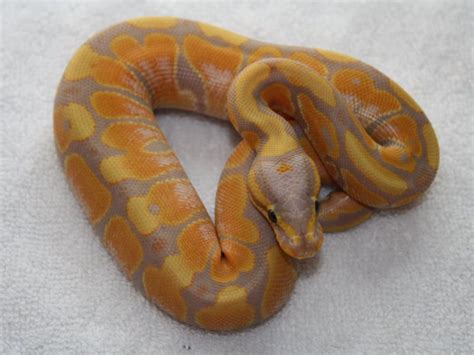 Banana Orange Dream Ball Python Morph