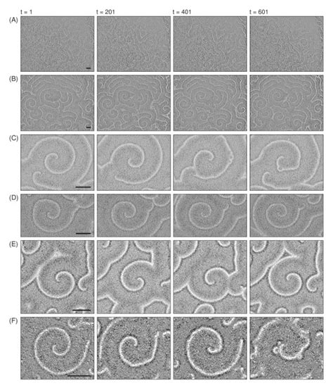 Snapshots Of Experimental Data Sets Analyzed On Their Spatial Download Scientific Diagram