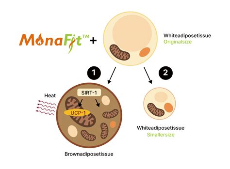 Monafit Weight Management Sunway Biotech Innovation Solution