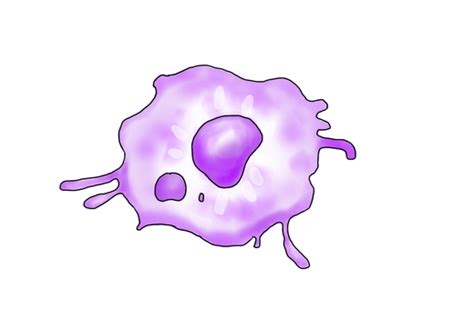 Free Macrophage Cliparts Download Free Macrophage Cliparts Png Images
