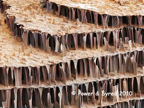 Cuttlefish Bone Sem Ps Micrographs