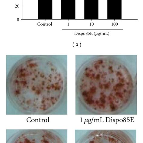 Dispo85e Stimulates Osteoblastogenesis In Bone Marrow Derived Cells