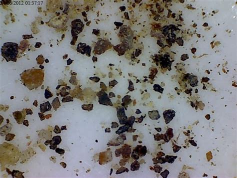 Nottingham Science Blog Food Under The Microscope