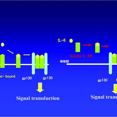 Molecular Structure Of Tocilizumab Right Panel Schematic