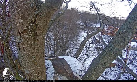 Goshawk Nest In Riga 2023 Looduskalender