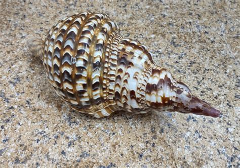 Caribbean Triton Seashell Charonia Tritonis 1 Shell Approx 9 Inches Great Shells For Coastal