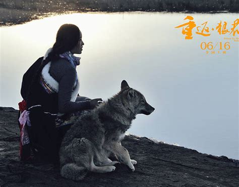 《重返狼群》今日上映 真实纪录美女画家放归野生狼