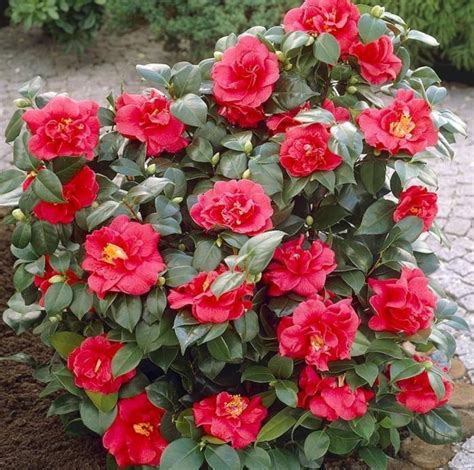 گل زیبای کاملیا پلاگر