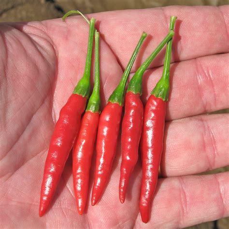 Thai Chilli Hot Quality Plants And Seedlings