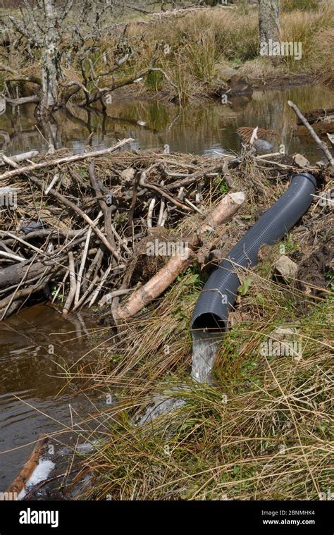 Beaver Defeater Drainage Pipe Installed To Reduce Effectiveness Of A