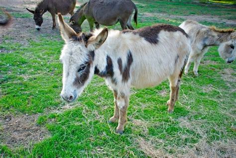 Ten Different Types Of Donkey Breeds Pet Breeezy