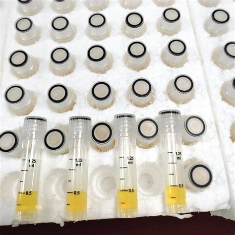 Tracetest™ H Pylori Bacterlab Tracetest™ H Pylori Bacterlab