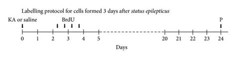 Experimental Protocol For Assessment Of Nsc Proliferation A And Download Scientific Diagram