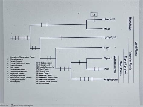 Solved Land Plant Phylogenetic Tree Label Each Line With A