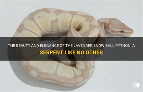 The Beauty And Elegance Of The Lavender Snow Ball Python A Serpent