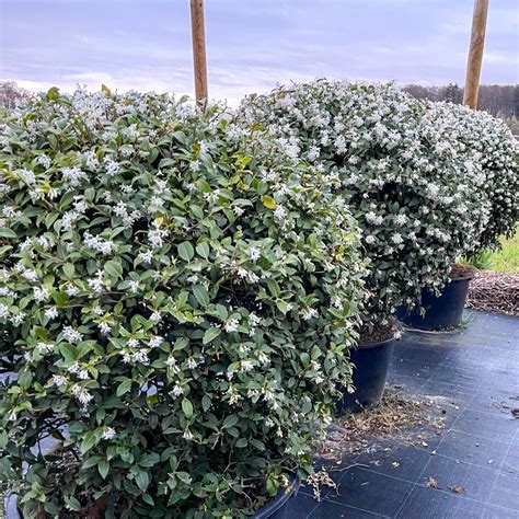 Osmanthus Burkwoodii Alfred Forster Ag