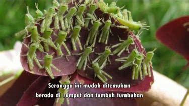 3 Proses Daur Hidup Belalang Mulai Dari Telur Sampai Dewasa
