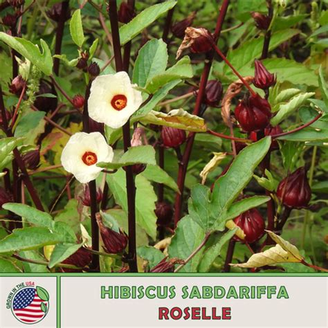 Roselle Sola Seed Company