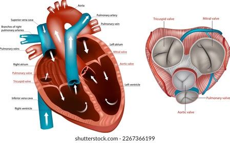 Heart Diagram Cross Section Human Heart Cross Section Wood Print By