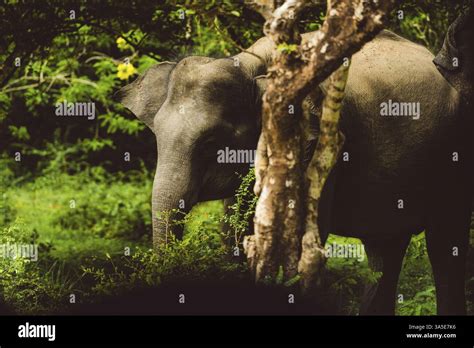 An Elephant Partially Hides Behind The Trees In The Green Forest Area