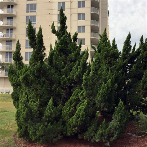 Juniperus Chinensis Torulosa Alvarez Nursery