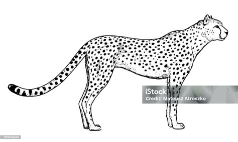 Stock Ilustrace Kresba Geparda Ruční Náčrt Divoké Kočky Stáhnout Obrázek Nyní Gepard štíhlý