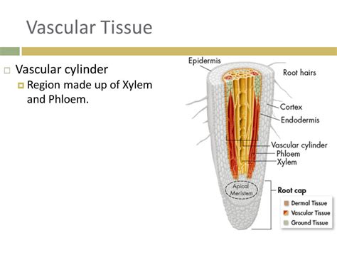 Vascular Cylinder Root