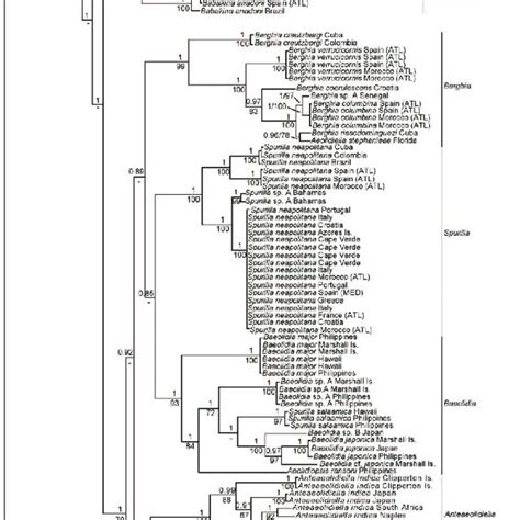Phylogenetic Hypothesis Based On The Combined Dataset H3coi16s