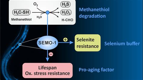 Semo 1 Is A Novel Methanethiol Oxidase In C Elegans