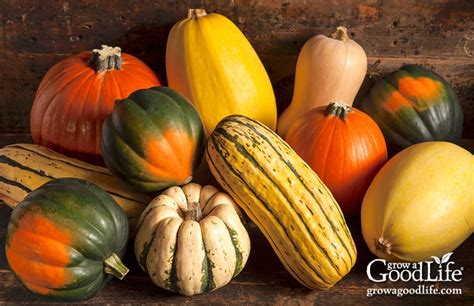 How To Grow Squash