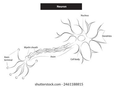Biological Anatomy Neuron Neuron Diagram Stock Vector Royalty Free 2461188815 Shutterstock