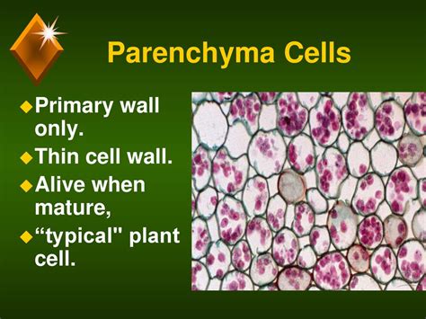 Chapter 35 Plant Structure Growth And Development Ppt Download