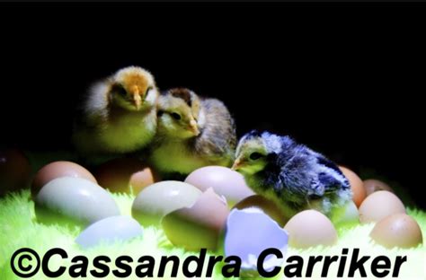 Pictures Poultry Chicken Math The Struggle Of Chicken Owners Both Old And New