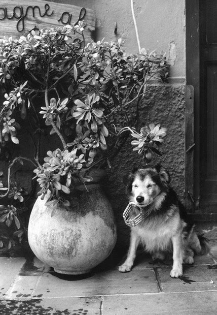 Dogs Elliott Erwitt