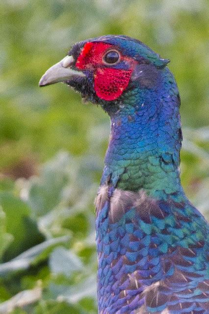 Pheasant Phasianus Colchicus Theres A Rude Joke About P Flickr