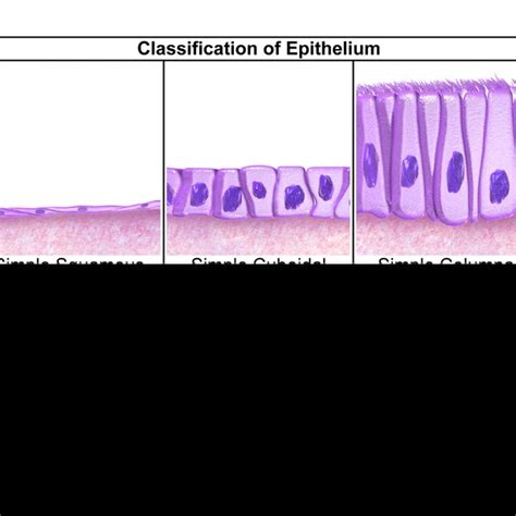 Pdf Difference Between Epithelial And Mesenchymal Cells
