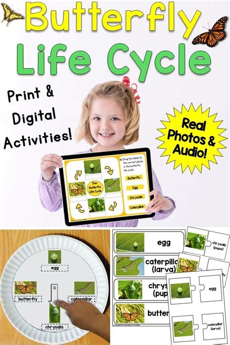 Butterfly Life Cycle Craft Poster Digital Boom Cards Puzzles Real