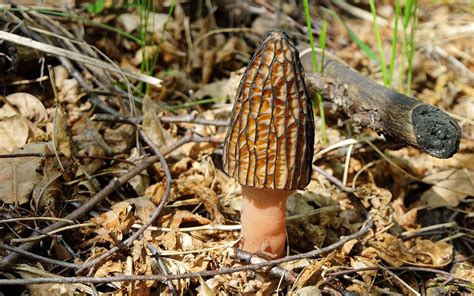 How To Find Morel Mushrooms In Nature