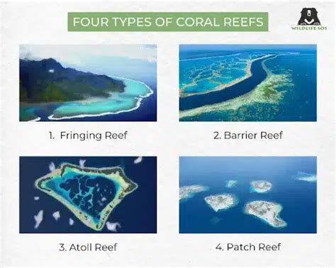 Coral Reefs Definition Types Threats Location Conservation